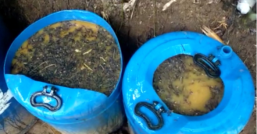 മാങ്കുളത്ത് 400 ലിറ്റർ കോടയും ഉപകരണങ്ങളും പിടിച്ചു; ഓടി രക്ഷപ്പെട്ട് ...