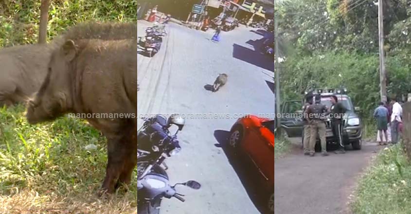 കാട്ടുപന്നി ആക്രമണം പെരുകുന്നു; 406 പ്രദേശങ്ങള്‍ ഹോട്ട് സ്പോട്ട്; പഠനം ...