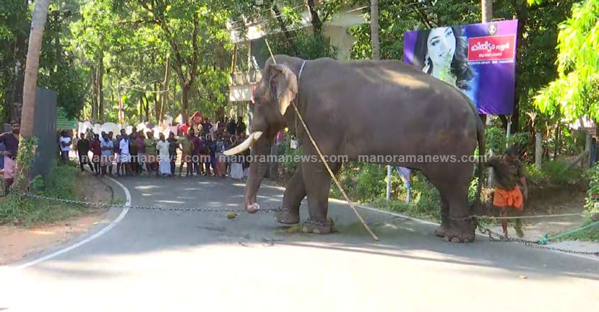 ഗുരുവായൂര്‍ തമ്പുരാന്‍പടിയില്‍ ഇടഞ്ഞ ആനയെ തളച്ചു | Elephant run amok in ...