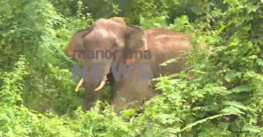 Kannur | Elephant | കണ്ണൂർ ഉളിക്കലിനെ വിറപ്പിച്ച കാട്ടാന വനാതിര് ...