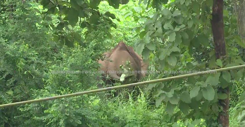 Wild Elephant| Kannur|ഉളിക്കലില്‍ കാട്ടാനയിറങ്ങി; ഭയന്നോടിയ 6 പേര്‍ക്ക് ...
