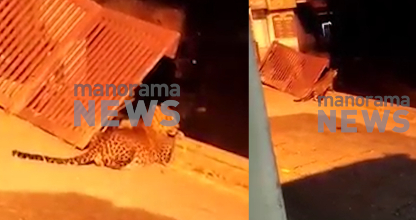 പമ്പയില്‍ ഗാർഡ് റൂമിന് സമീപം പുലിയിറങ്ങി; ദൃശ്യങ്ങള്‍ | tiger | pamba ...