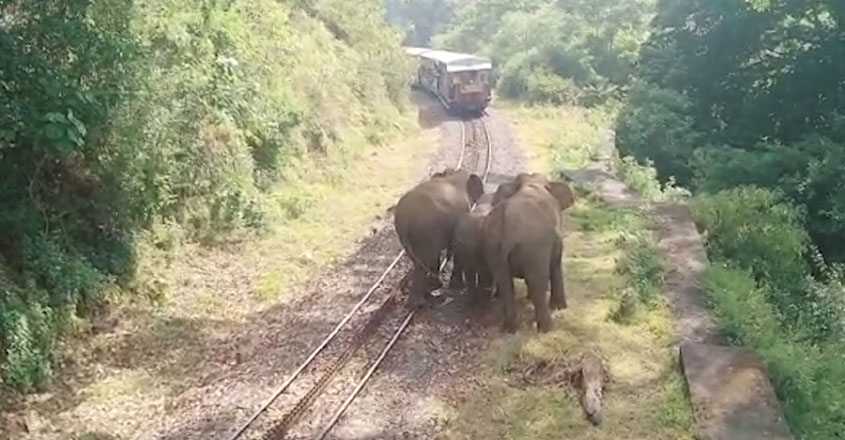 ഊട്ടിയില്‍ ട്രെയിന്‍ തടഞ്ഞ് കാട്ടാനക്കൂട്ടം | wild elephant | ootty ...