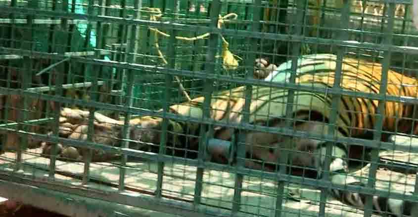 Kannur|Tiger|200 ല്‍ അധികം ഉദ്യോഗസ്ഥര്‍, നൂറോളം വാച്ചര്‍മാര് ...