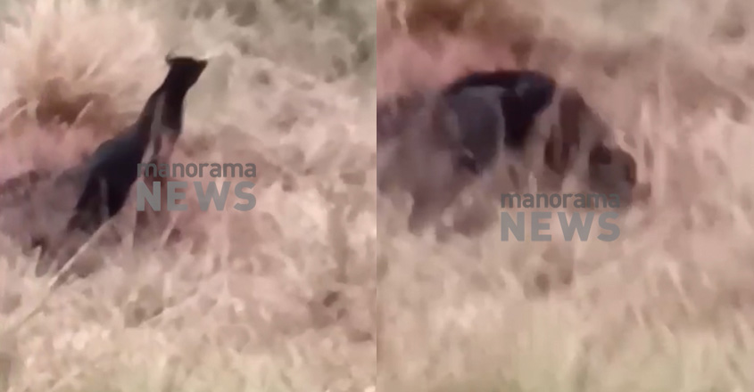 മൂന്നാർ സെവൻമലയിൽ കരിമ്പുലി; ആദ്യം കണ്ടത് ടൂറിസ്റ്റ് ഗൈഡ് | Black ...