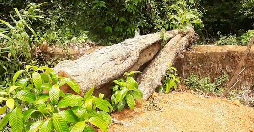 Aralam Tree Cut|ആറളത്ത് വനാതിര്‍ത്തിയില്‍ മരംമുറിയെന്ന് പരാതി; അന്വേഷണം