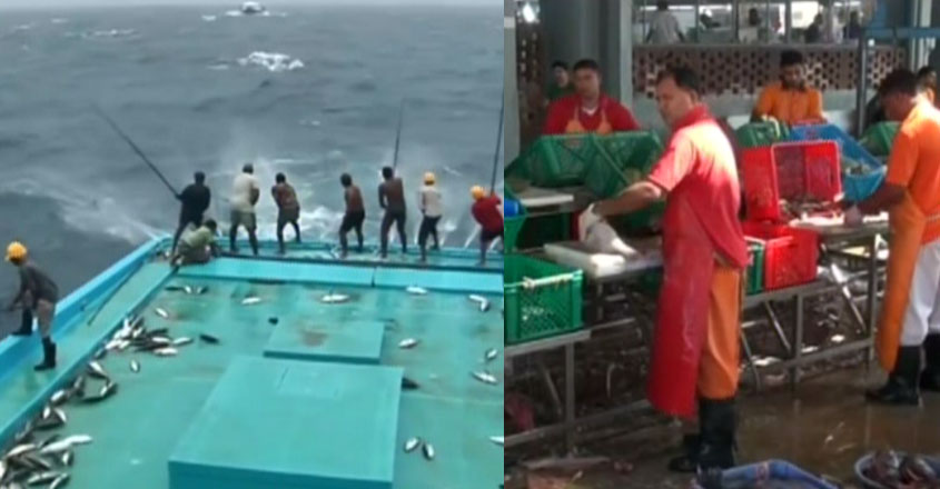 സൗദിയിൽ മീന്‍പിടുത്ത ബോട്ടിൽ ഒരു സ്വദേശിയെങ്കിലും ഉണ്ടാകണം; മത്സ്യബന്ധന ...