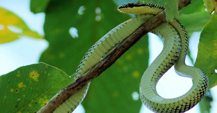 9 കോടി വിലയുളള പാമ്പുമായി പിടിയിൽ; അറസ്റ്റ് കളളക്കടത്ത് സംഘത്തിന് ...