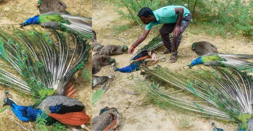 ഭക്ഷണം തേടി എത്തി; 47 മയിലുകളെ ചത്തനിലയിൽ കണ്ടെത്തി; കർഷകർ കുടുങ്ങുമോ ...
