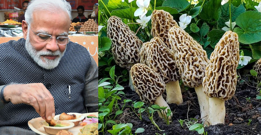 കിലോയ്ക്ക് 40,000; ഒരുക്കുന്നത് സവിശേഷ കൂൺ വിഭവം; മോദിയെ കാത്ത് ഹിമാച ...