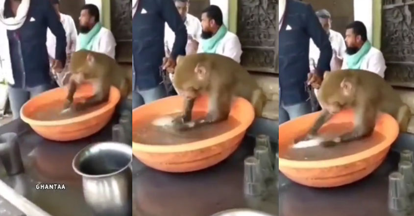 പാത്രം കഴുകി വൃത്തിയാക്കുന്ന കുരങ്ങൻ; ഒടുവിൽ മണപ്പിക്കും; വൈറൽ വിഡിയോ ...