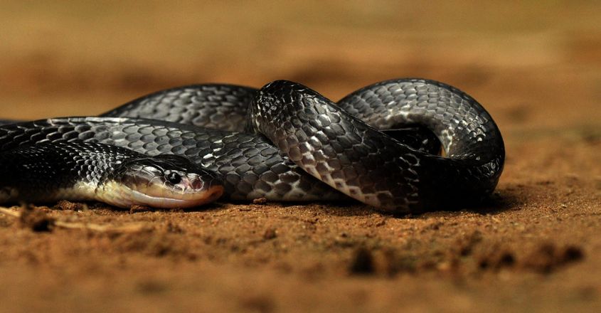 ഏറ്റുവാങ്ങിയത് 200 പാമ്പുകളുടെ കടി; അയാളുടെ രക്തം സമാനതകളില്ലാത്ത ...