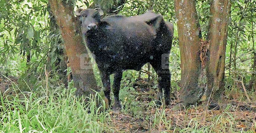 എരുമ വിരണ്ടോടി; മൂന്ന് ദിവസം പരിഭ്രാന്തി; ഒടുവിൽ മയക്കുവെടി വെച്ച് ...