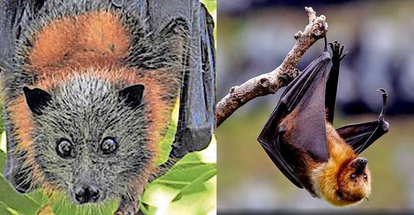 ആരാണ് നിപ വാഹകർ? വവ്വാലുകളുടെ പങ്കും രോഗവഴികളും; അറിയണം | Nipah Virus ...