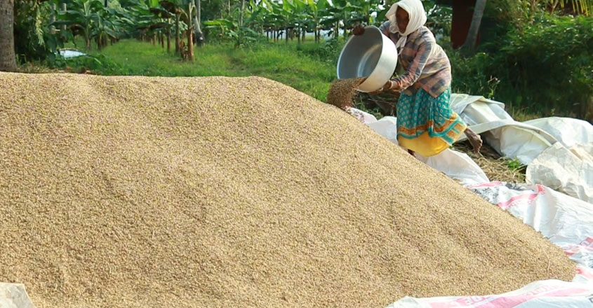 നെല്ല് സംഭരണം നാളെമുതല്‍; മില്ലുടമകള്‍ സമരം അവസാനിപ്പിച്ചു | Paddy ...