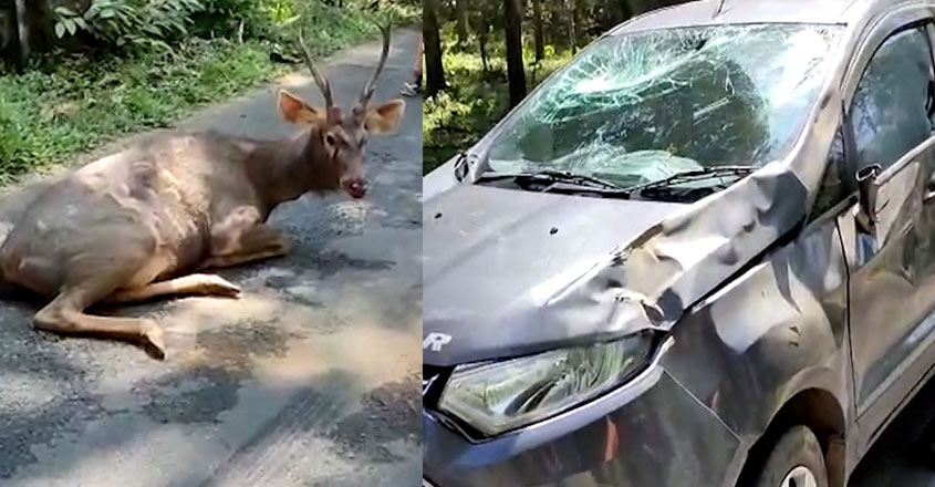 മ്ലാവ് കാറിലിടിച്ചു, യാത്രക്കാരന് പരുക്ക്; അപകടങ്ങൾ പതിവ് | accidents ...