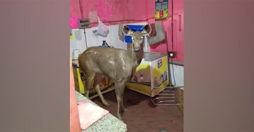 ബേക്കറിയിലേക്ക് ചാടിക്കയറി മ്ലാവ്; പരിഭ്രാന്തരായി ആളുകൾ; നഷ്ടം ഒരു ...