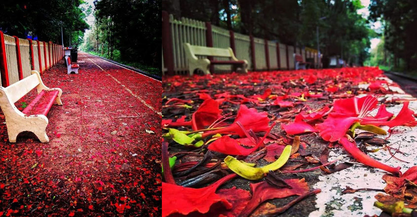 പൂമെത്ത വിരിച്ച് വാകപ്പൂക്കൾ; മനം കവർന്ന് മേലാറ്റൂർ റെയിൽവേ സ്റ്റേഷ ...