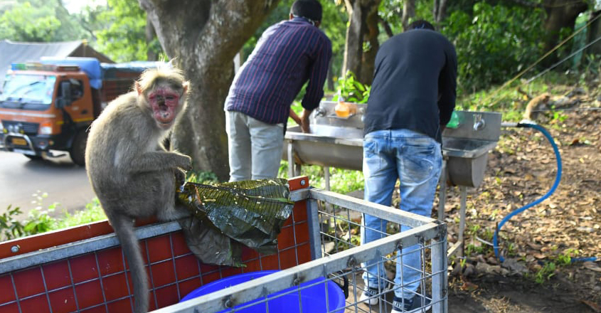 മുഖം തകർന്നു; കയ്യിലും പരുക്ക്; വയനാട്ടിലെ കുരങ്ങന്‍: കണ്ണീരുണര്‍ത്തി ...