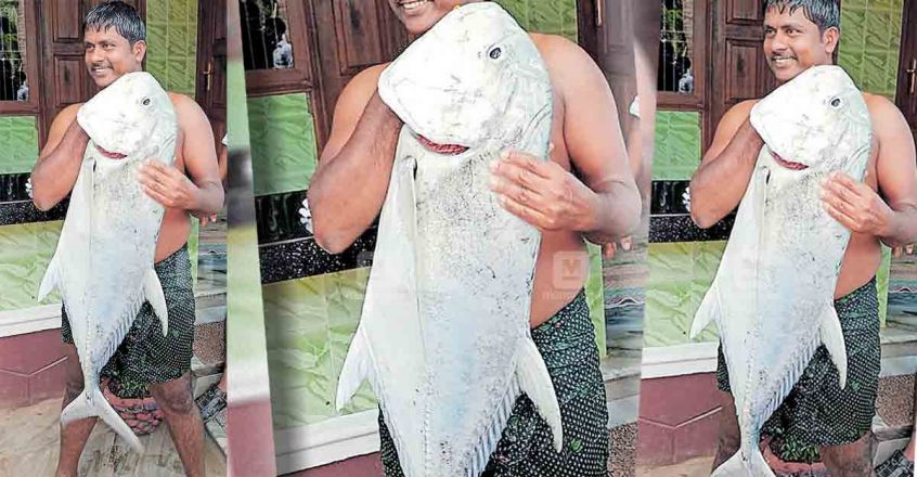 ഒരു മീനിന് 4000 രൂപ, 13.5 കിലോ തൂക്കം; കടലുണ്ടിപ്പുഴയിൽനിന്ന് വല വീശി ...