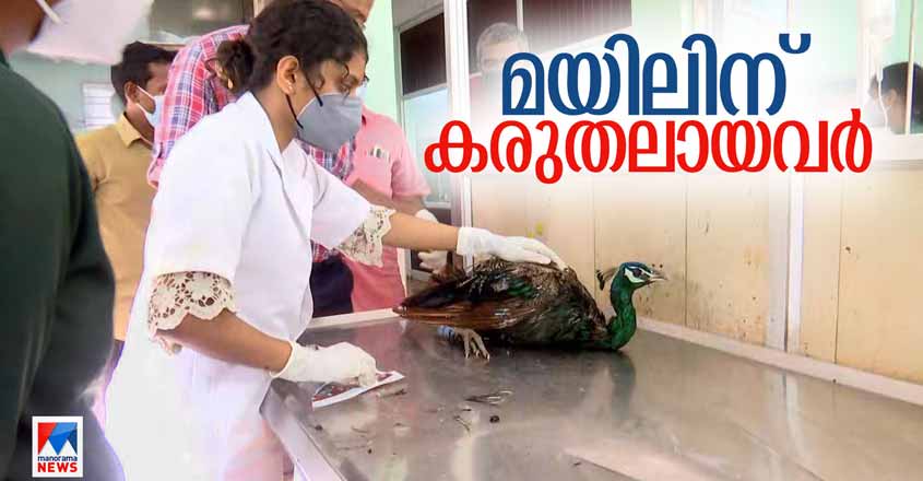 ദേഹമാസകലം മുറിവ്; പീലിയെല്ലാം കടിച്ചെടുത്ത് നായ്ക്കൂട്ടം; മയിലിന് ...