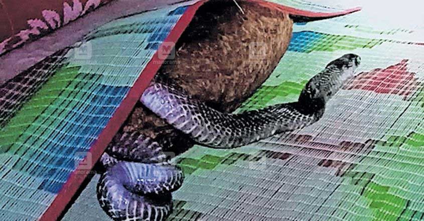പായയിൽ മൂർഖൻ | Venomous snake | Palakkad | Manorama Online