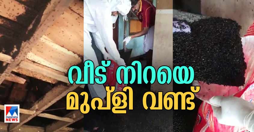 അകത്തും പുറത്തും നിറയെ മുപ്ളി വണ്ട്; വീട് ഉപേക്ഷിച്ച് കുടുംബം; ഒടുവി ...