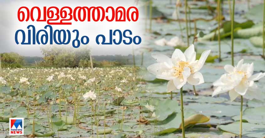 താമരപ്പൂക്കളെ വാരിച്ചൂടി കല്ലട ഗ്രാമം; പൂത്തുലഞ്ഞ് വെള്ളത്താമര | kollam ...