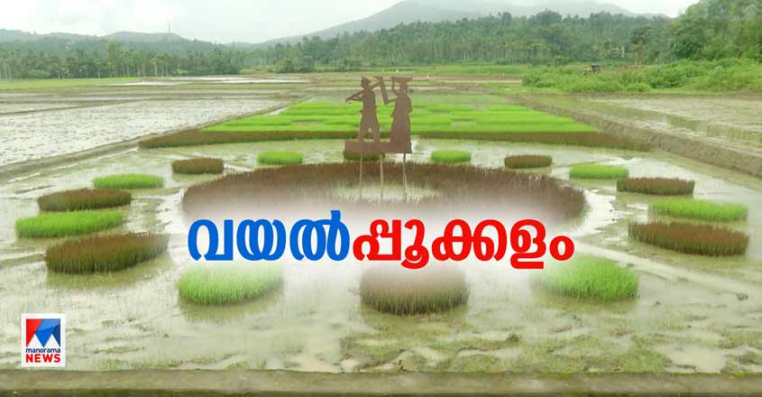 ‌വയൽ പൂക്കളമൊരുക്കി ജോൺസൺ; പാഡി ആർട്ടിലെ കൗതുകം | wayanad | manorama ...