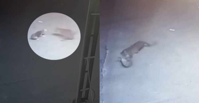 പമ്പയില്‍ പുലിയിറങ്ങി; തെരുവ് നായയെ ആക്രമിക്കുന്ന ദൃശ്യങ്ങൾ പുറത്ത് ...