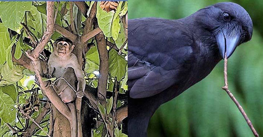 കാക്കപ്പകയിൽ നൊന്ത് കുട്ടിക്കുരങ്ങൻ; പഴങ്ങളും വെള്ളവുമായി ഒരു നാട് ...