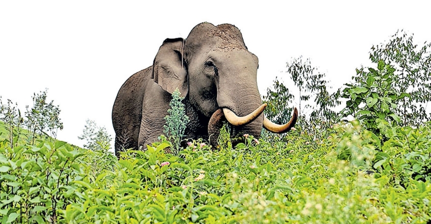 ബ്രേക്ക് കഴിഞ്ഞു; വീണ്ടും നാട്ടിലിറങ്ങി 'പടയപ്പ'; വാഴ തിന്ന് കറക്കം| Malayala Manorama