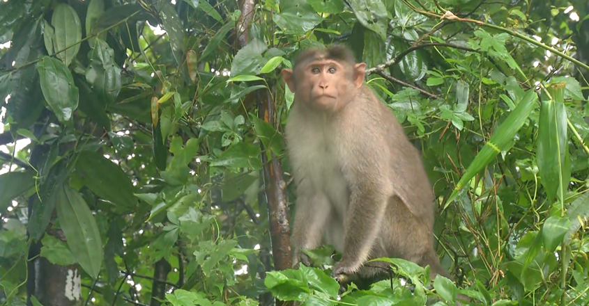 കുരങ്ങുപനിക്കെതിരെ ഊർജിത പ്രതിരോധം; ജാഗ്രതയോടെ വയനാട് | Monkey flu ...