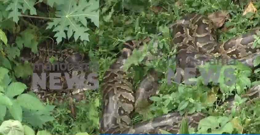 നഗരമധ്യത്തിൽ അഞ്ച് പെരുമ്പാമ്പുകൾ: ഒരെണ്ണത്തെ പിടികൂടി; ആശങ്ക ...