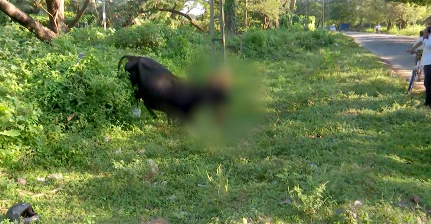 പന്നിക്ക് വച്ച സ്ഫോടകവസ്തു പശു കടിച്ചു; വായ തകര്‍ന്ന് സാരമായി പരുക്ക് ...