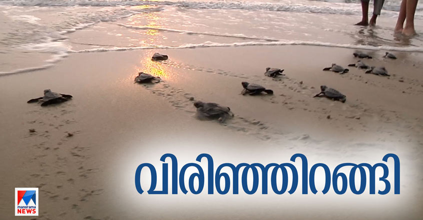 74 മുട്ടകൾ വിരിഞ്ഞു; അപൂർവ കാഴ്ചയായി കുഞ്ഞാമകളുടെ കടലാഴങ്ങളിലേക്കുള്ള ...
