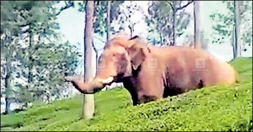 കലിയടങ്ങാതെ കാട്ടാന; മുത്തുമുനിയാണ്ടിയുടെ വീട് വീണ്ടും ആക്രമിച്ചു ...