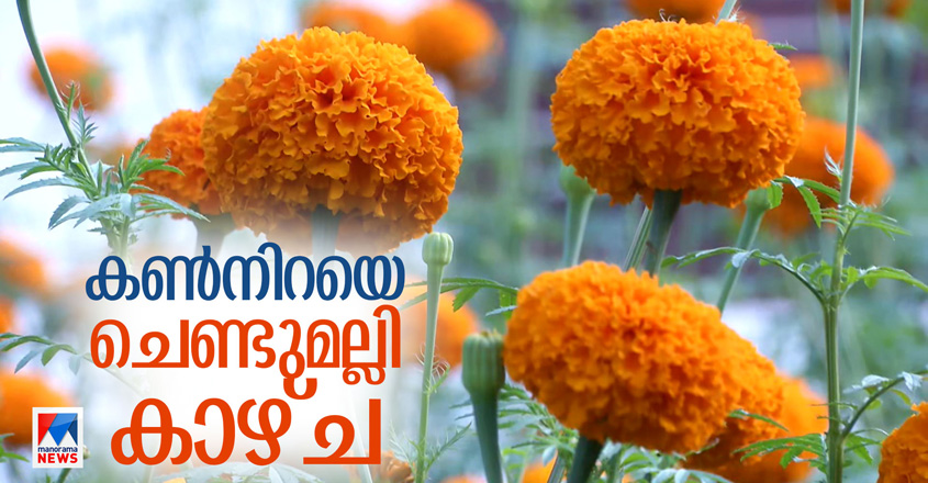 ചെണ്ടുമല്ലിപ്പൂക്കാഴ്ചയൊരുക്കി പെരുമണ്ണ; ഓണക്കളം നിറയ്ക്കാന്‍ ഒരുക്കം ...