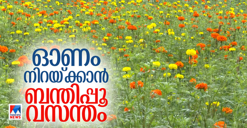 മഞ്ഞയും ഓറഞ്ചും നിറങ്ങളിൽ പൂത്തുലഞ്ഞ് പൂക്കൾ; ചെങ്ങന്നൂരിലെ ...