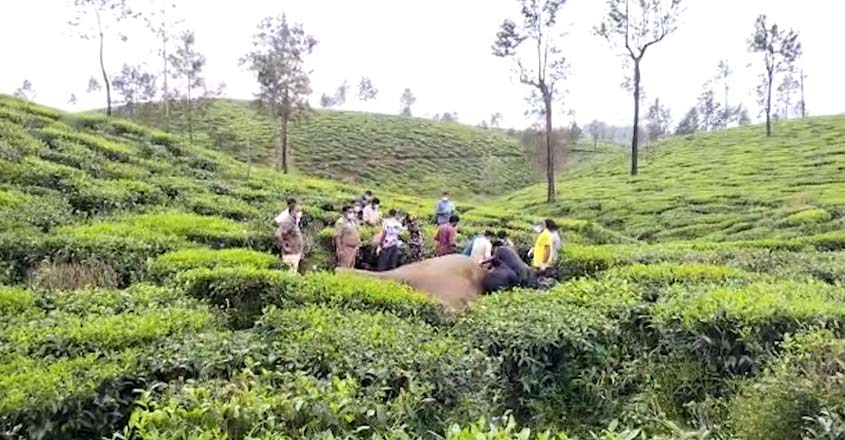 തേയില തോട്ടത്തിൽ കാട്ടാനയുടെയും കുഞ്ഞിന്റെയും ജഡം ചെളിയിൽ താഴ്ന്ന നിലയി ...