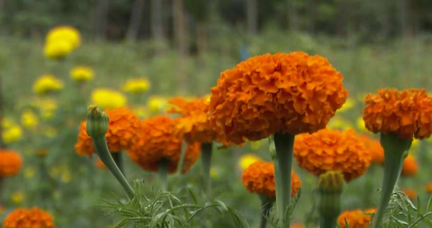 ബന്ദിപ്പൂപ്പാടത്ത് പൂ പറിച്ചു തുടങ്ങും; പണം കാൻസർ രോഗിയുടെ ...