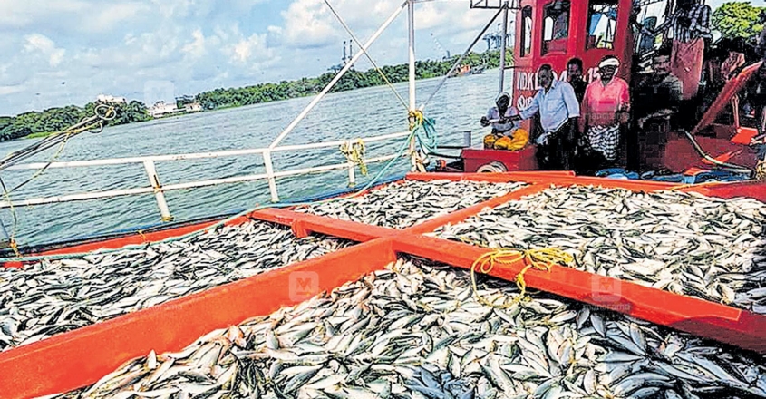 അയല വിറ്റത് കിലോ 40 രൂപയ്ക്ക്; 17 ടൺ മീനുകളുമായി വള്ളങ്ങ ...