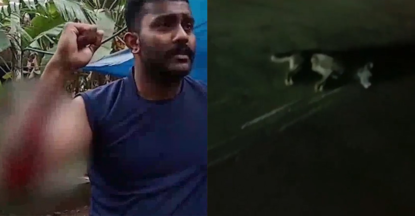 കോഴിക്കോട് രണ്ടിടങ്ങളിൽ തെരുവുനായ ആക്രമണം; നാല് പേർക്ക് പരുക്ക് ...