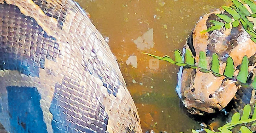 വിളികേട്ട് എത്തിയപ്പോൾ കണ്ടത് ആടിനെ ചുറ്റി വരിഞ്ഞ പാമ്പ്; ഒരു മാസം ...