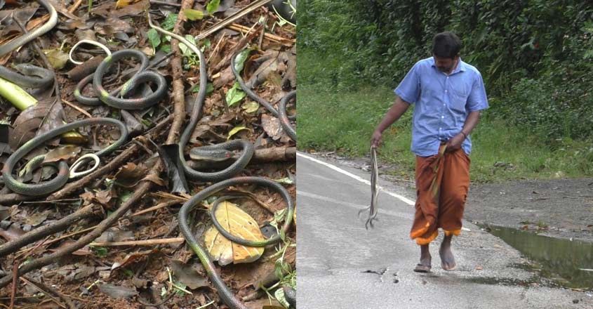 തോട്ടത്തിൽ ഇരുന്നൂറോളം ചൈനീസ് പാമ്പുകൾ; കണ്ടം വഴി ഓടി വാനരൻമാർ | idukki ...