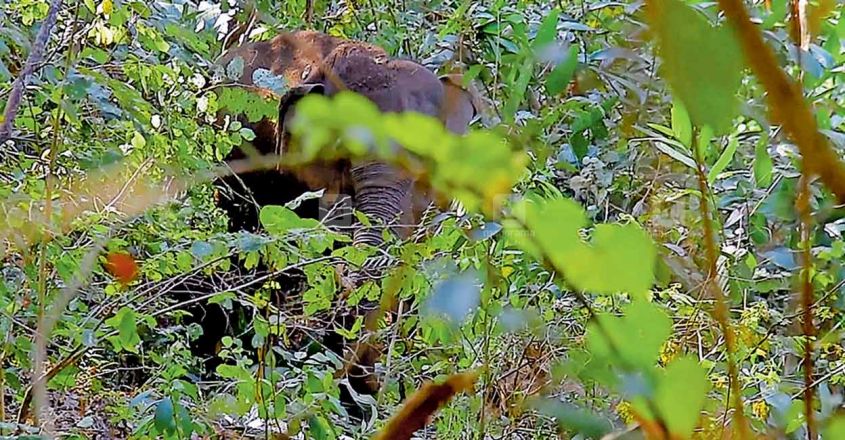 തുമ്പിക്കൈ കൊണ്ട് തലോടിയും ചിന്നം വിളിച്ചും; ചരിഞ്ഞ കുട്ടിയാനയ്ക്കു ...