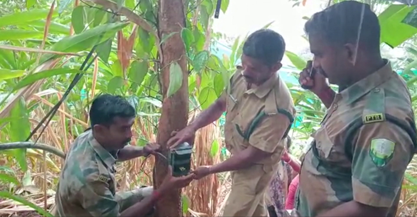 കടുവയെന്ന് സംശയിക്കുന്ന വന്യജീവിയുടെ സാന്നിധ്യം; ഇരട്ടയാറില്‍ ജാഗ്രതാ ...