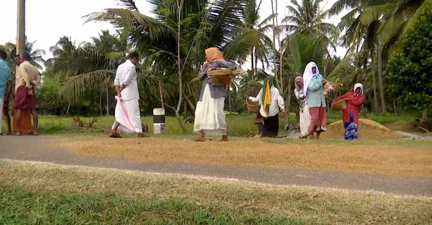 അധികവിള ബാധ്യതയോ?; നെല്ല് സംഭരണത്തിലെ നിയന്ത്രണം പിന്‍വലിക്കണമെന്ന് കര് ...