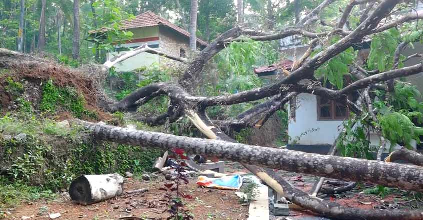 പരാതി നൽകി മടുത്തു; ഒടുവിൽ ആ വൻമരം കടപുഴകി വീണു, വീടിന് മുകളിലേക്ക് ...