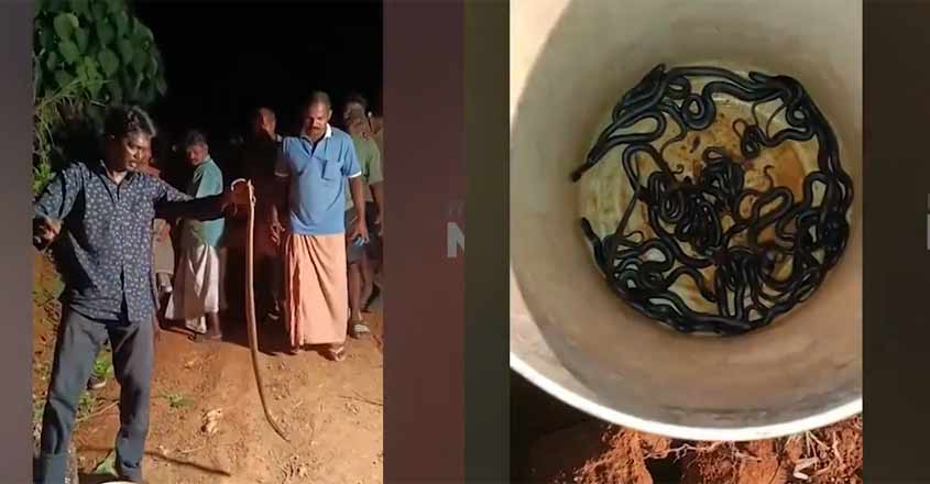 കടുത്തുരുത്തിയിൽ മൂർഖൻ പാമ്പിനെയും 25 കുഞ്ഞുങ്ങളെയും പിടികൂടി വാവ ...